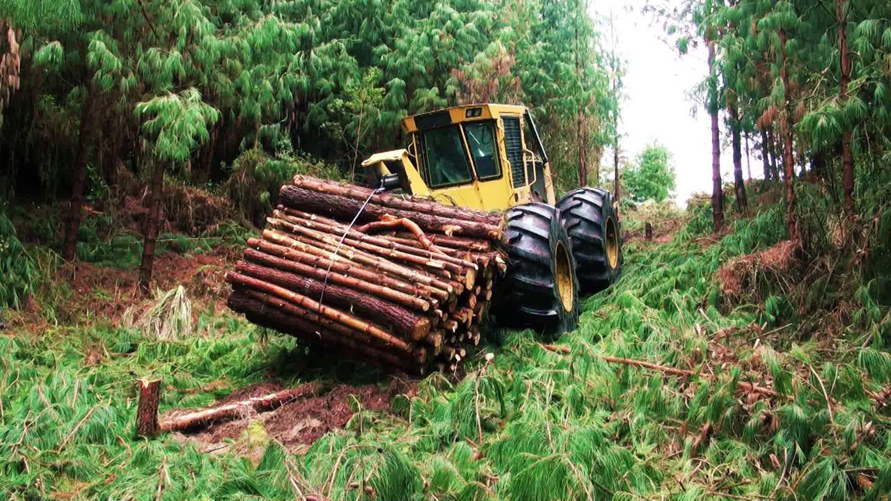 Cotopaxi Pine Plantation Harvesting System | Ecuador | Tigercat TV