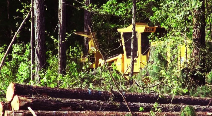 Watch Video of Drive-to-tree Feller Bunchers in Action | Tigercat TV