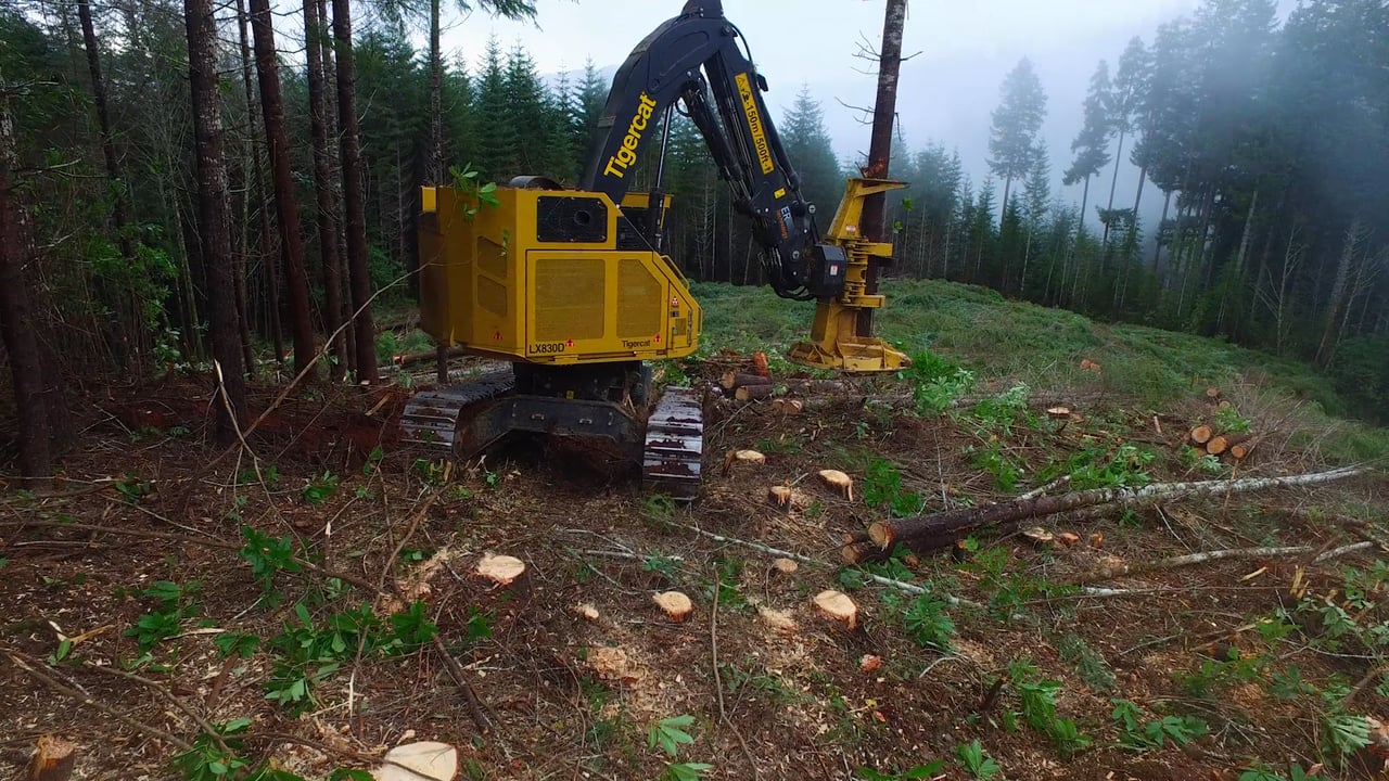 LX830D Feller Buncher in Oregon - Tigercat