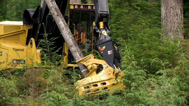 5195 Directional Felling Saw Walk-around - Tigercat
