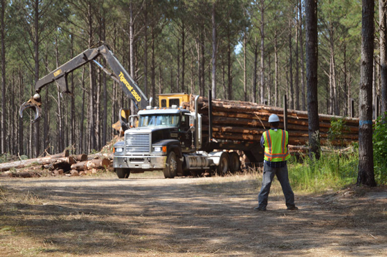 Michael Hutchins | Alabama Logger of the Year | Tigercat