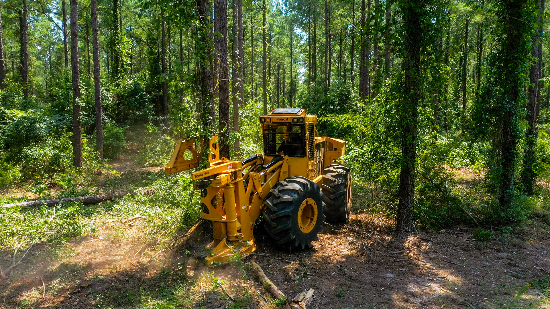 720G Feller Buncher Video | Logging Videos | Tigercat TV
